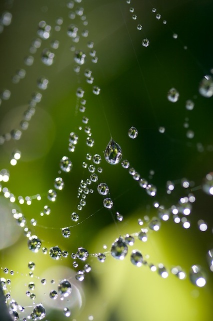 Vibrant Imaging Photography/water drops